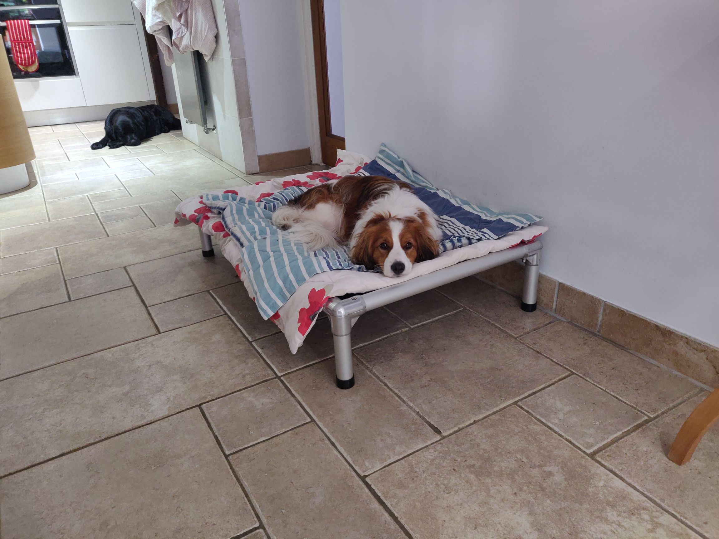 Casper | Woolmers Home Boarding